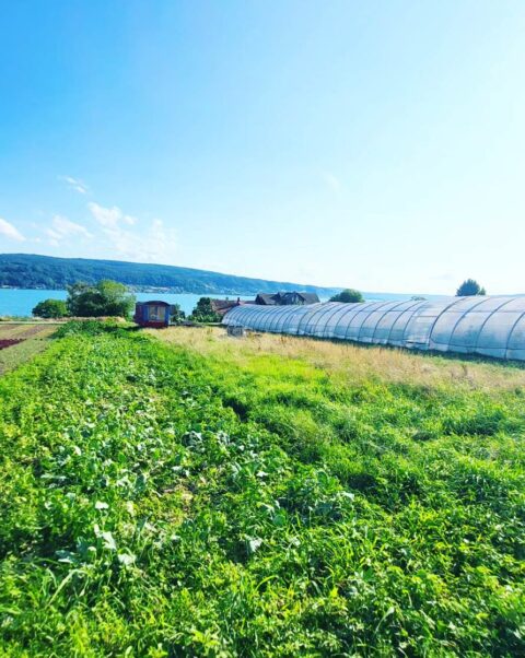 Insel Reichenau im Bodensee 👉 Tourismus-Konstanz.de