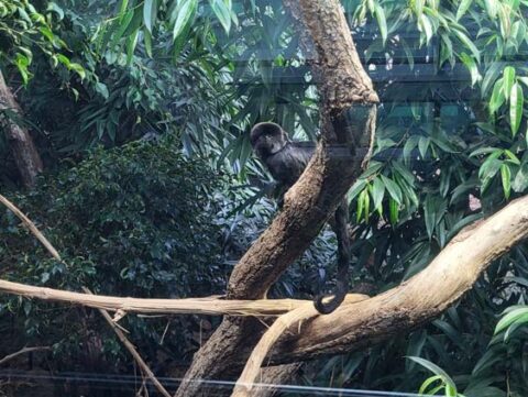 Zoo Zürich 👉 Tourismus-Konstanz.de