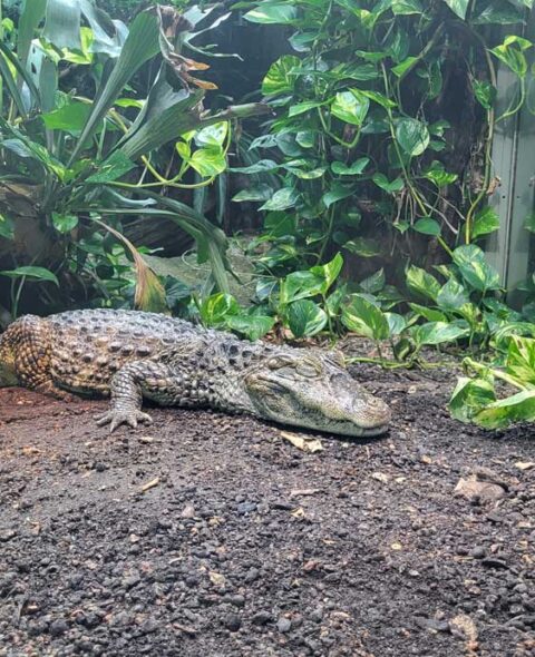 Zoo Zürich 👉 Tourismus-Konstanz.de