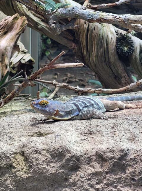 Zoo Zürich 👉 Tourismus-Konstanz.de